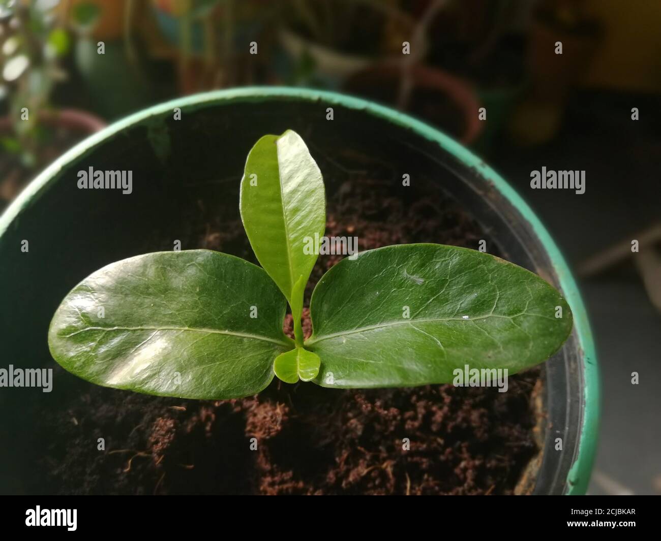 Sapodilla seedling hi-res stock photography and images - Alamy