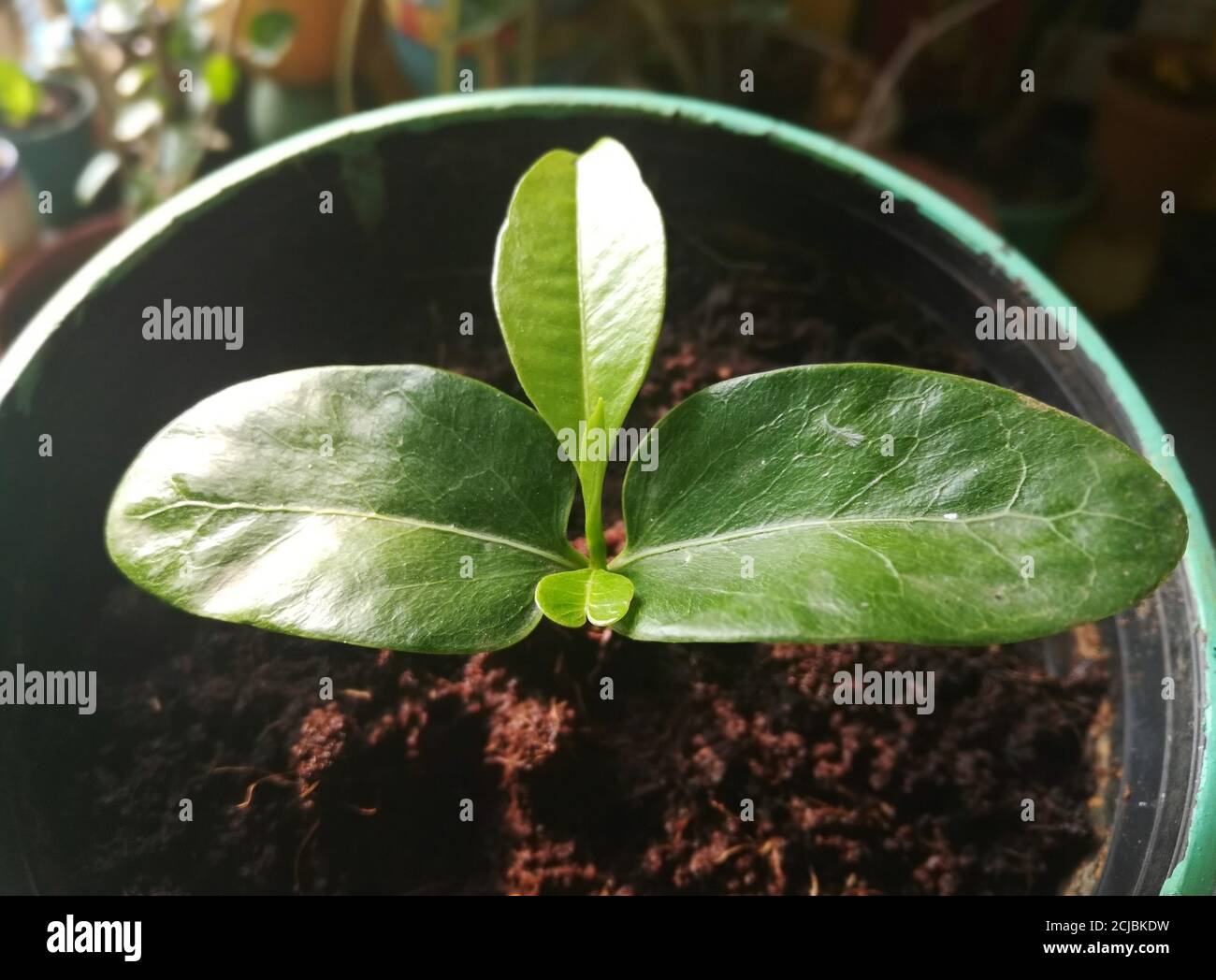 Sapodilla sapling hi-res stock photography and images - Alamy