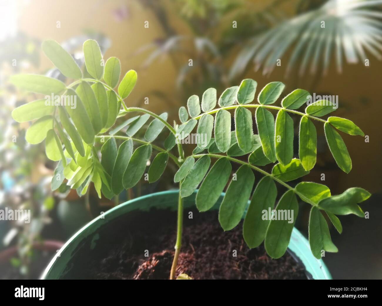 Tamarind sapling hi-res stock photography and images - Alamy