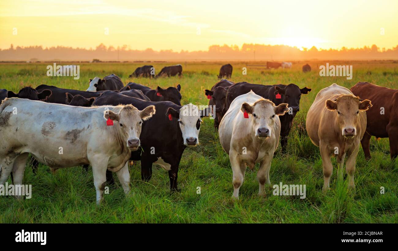 A group of cows look at the camera at sunset Stock Photo - Alamy