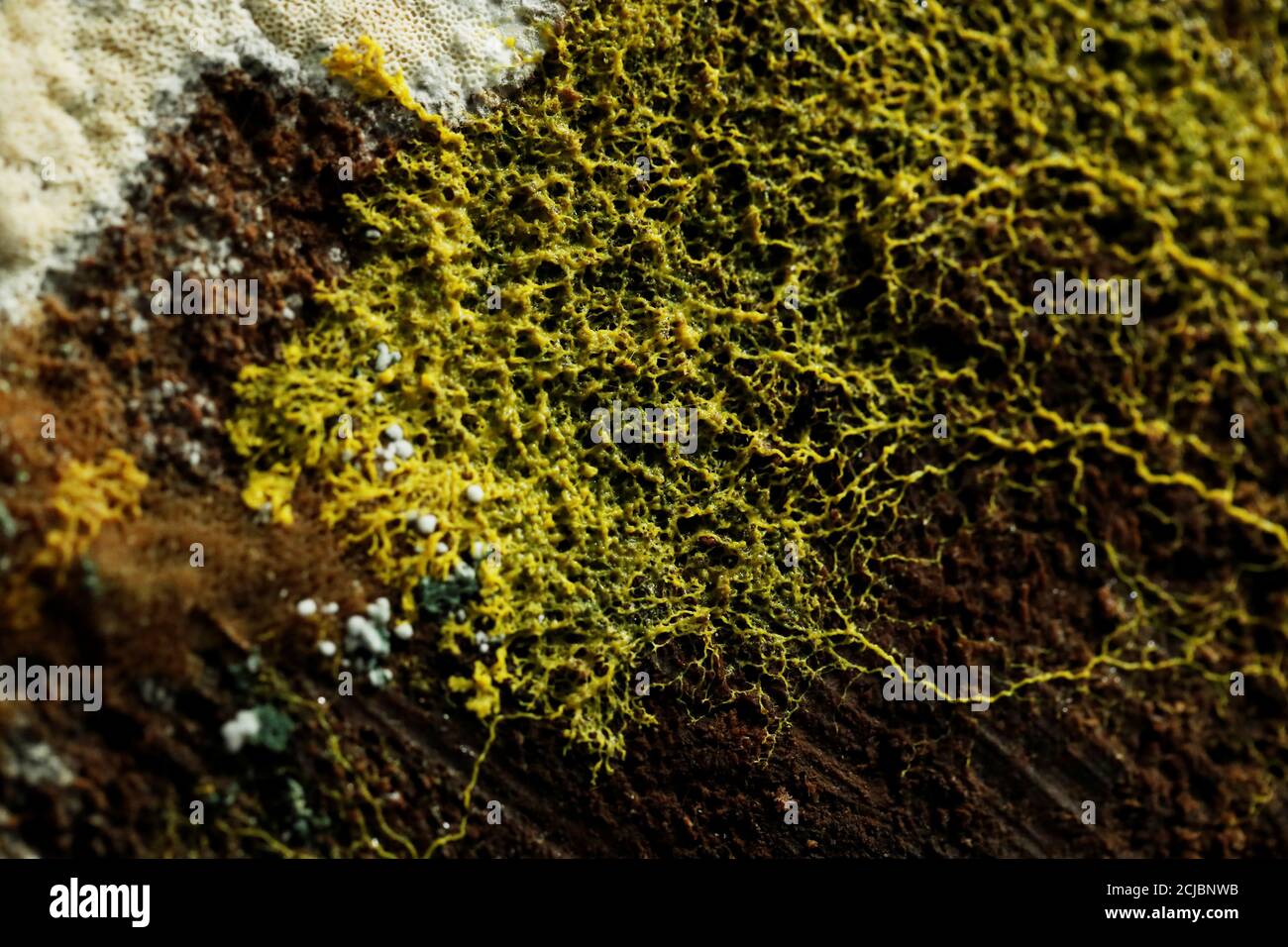 Blob physarum polycephalum hi-res stock photography and images - Alamy