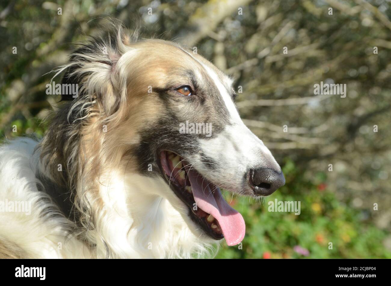 Facial side view of brindle borzoi dog in natural ambients Stock Photo ...