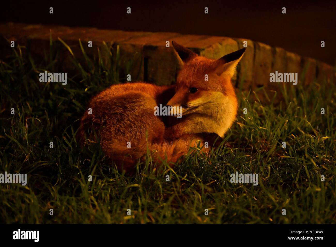 Town fox hi-res stock photography and images - Alamy
