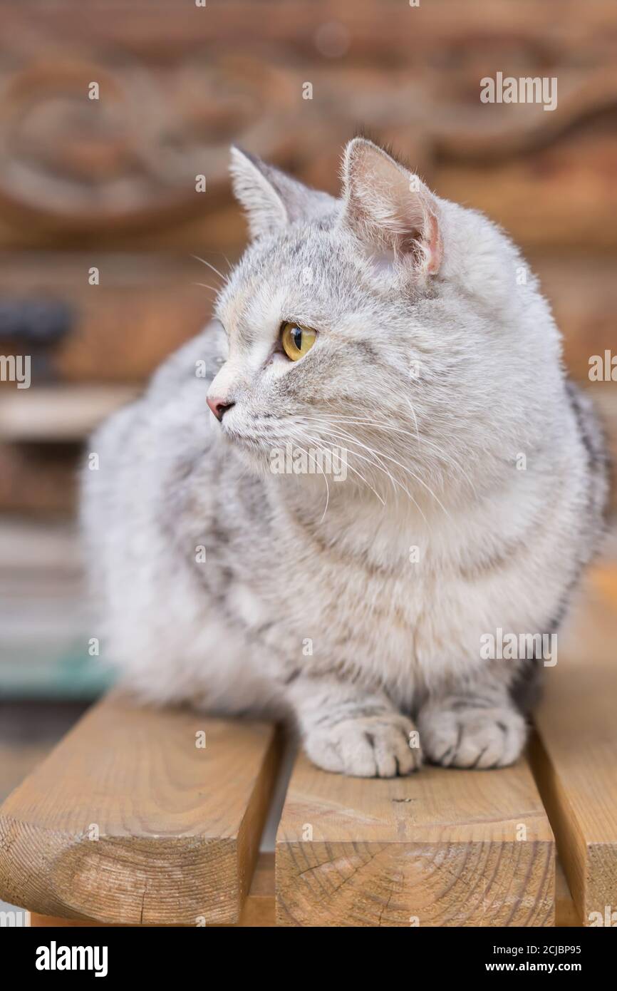 close up of stray gray cat on wooden bench outdoors Stock Photo - Alamy