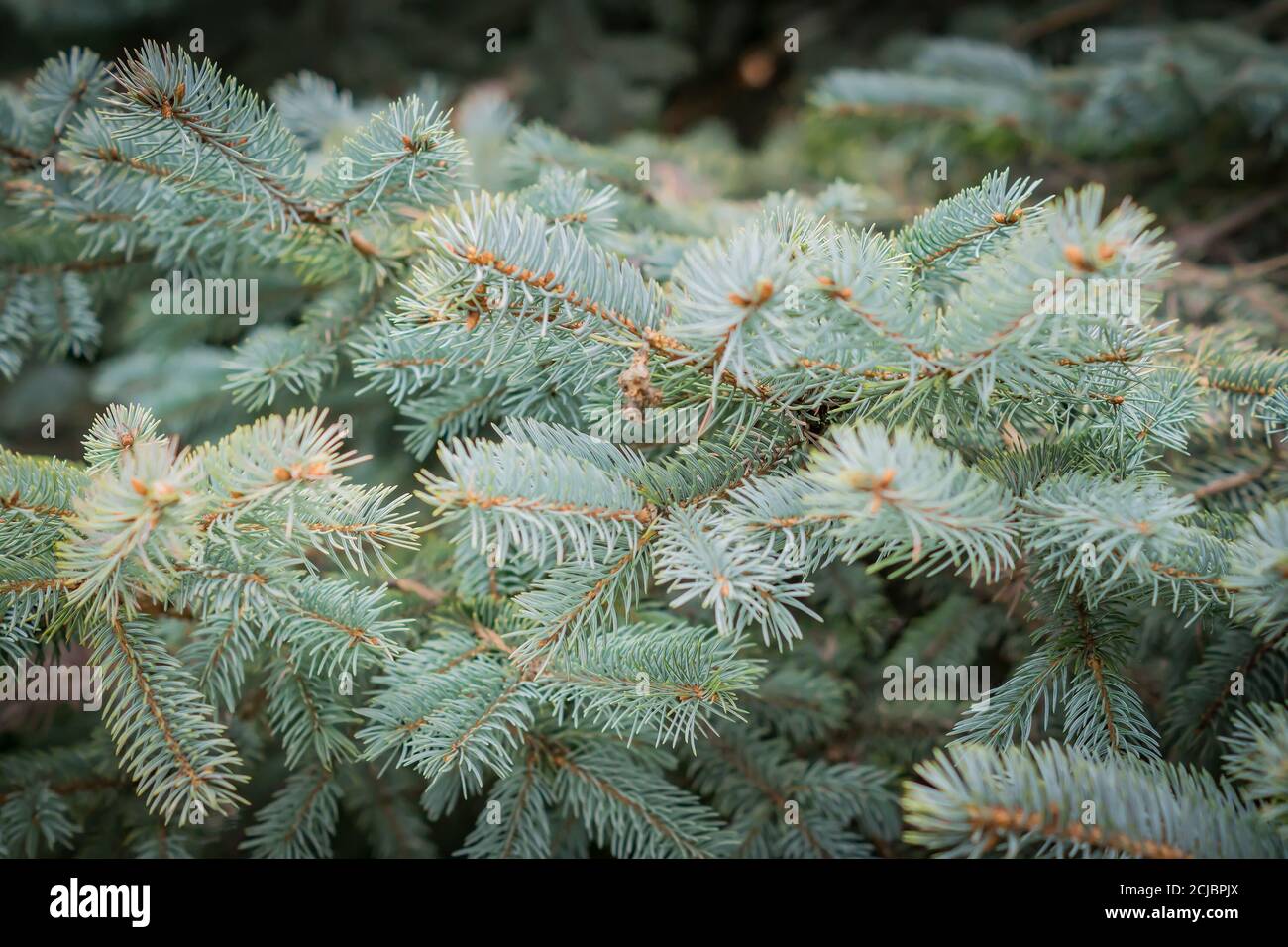 branches of blue spruce, natural background, selective focus Stock ...