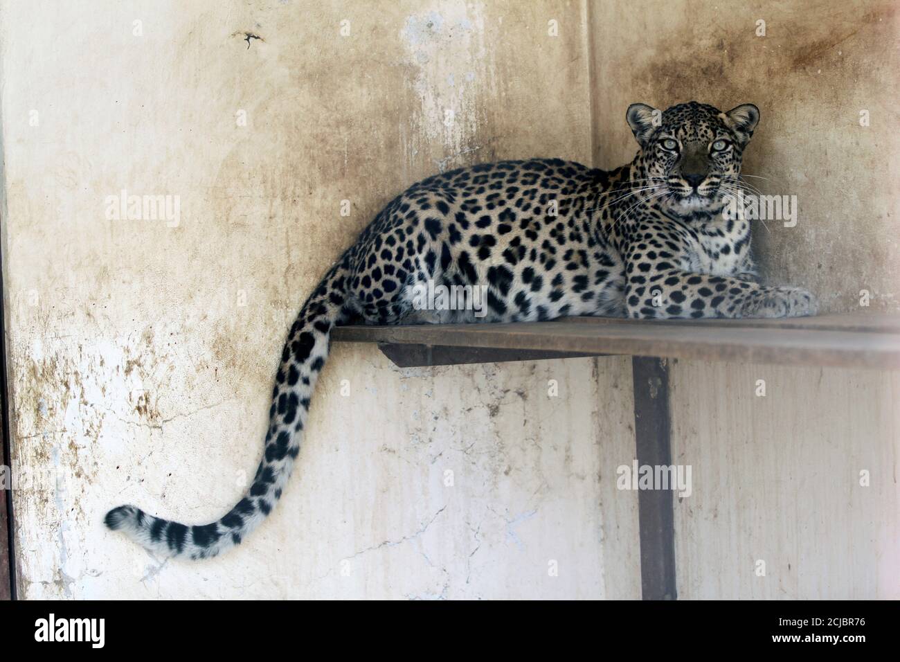 Picture of female leopard hi-res stock photography and images - Alamy