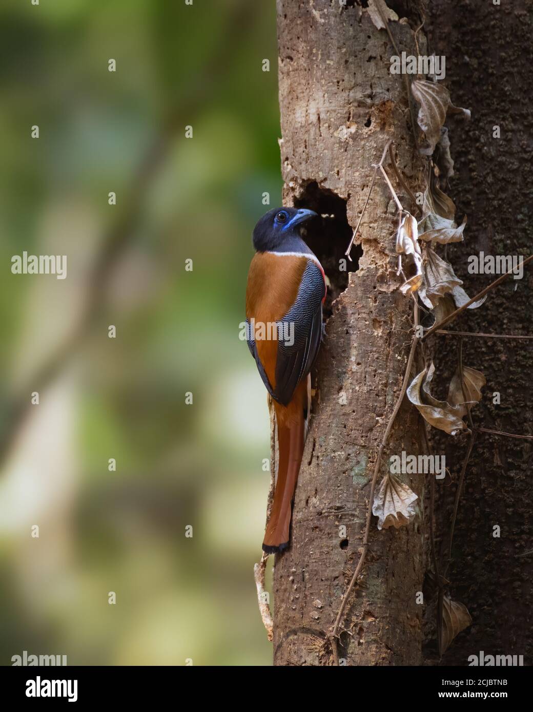 A gorgeous male Malabar Trogon (Harpactes fasciatus), hanging on by the ...