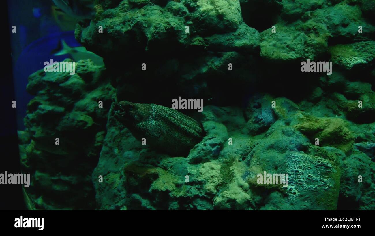 moray eel, breathe into a rock wall Stock Photo - Alamy