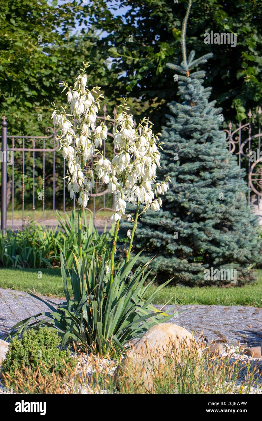 Yucca growing in the garden, a flowering plant with white flowers for ...