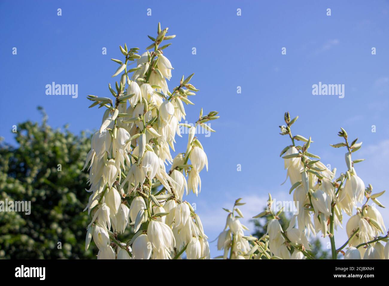 Yucca, ornamental plant with white flowers on a background of blue sky ...