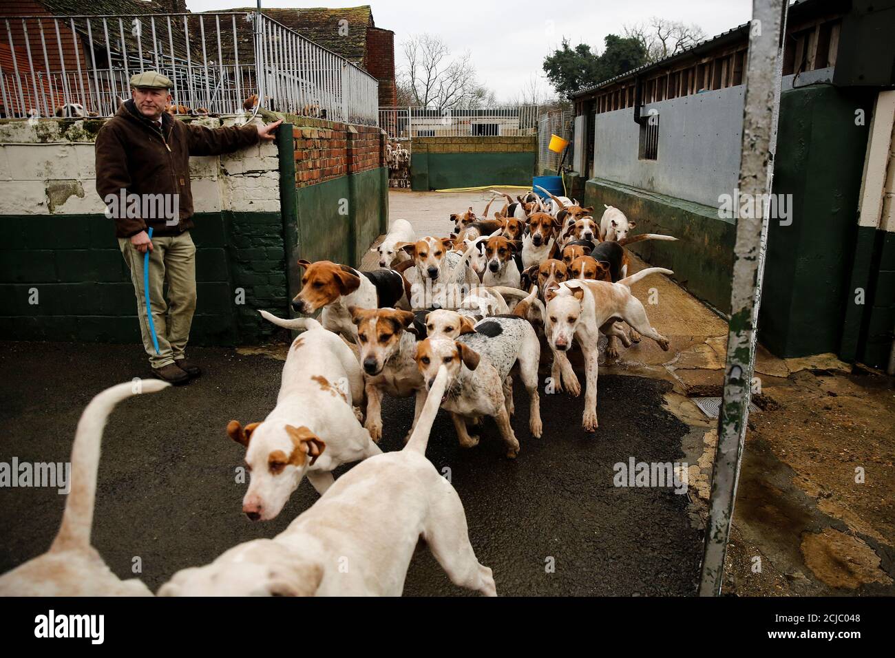 Our pack of hounds hi-res stock photography and images - Alamy