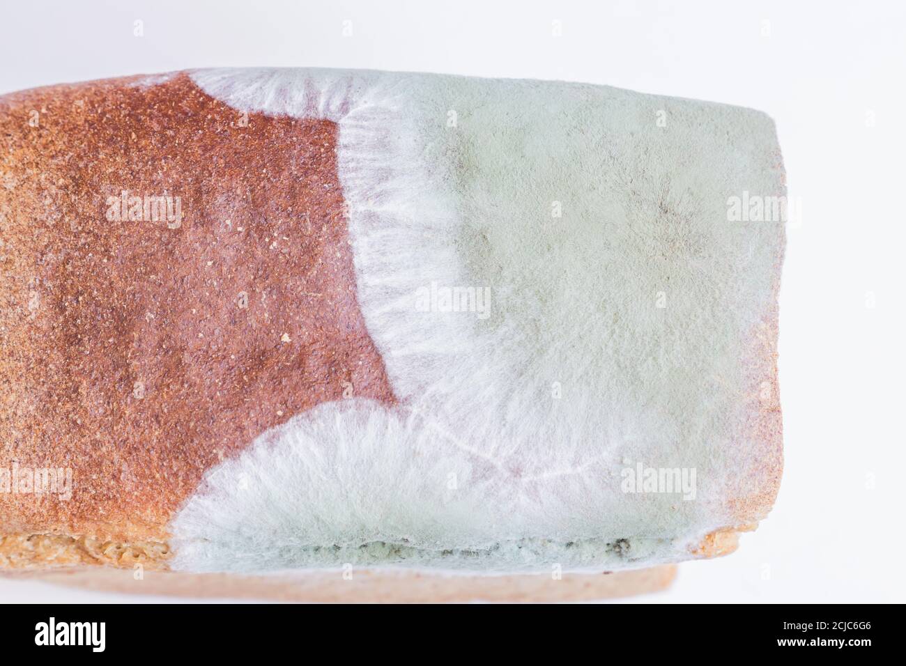 Moldy uneatable spoiled food. Mold on rye bread on white background ...