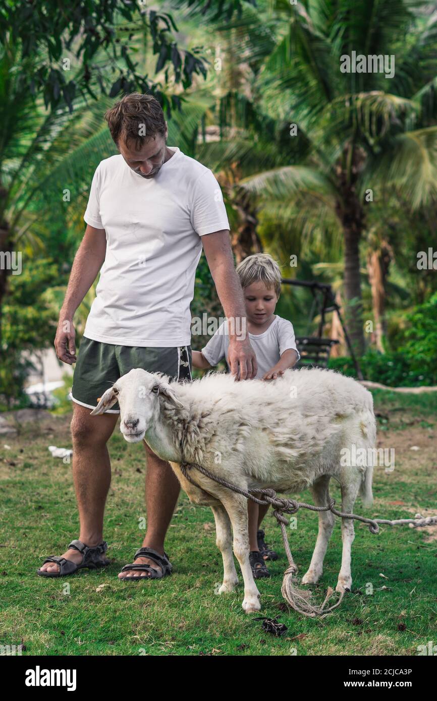 Father son petting white sheep tied with rope at contact zoo with green ...