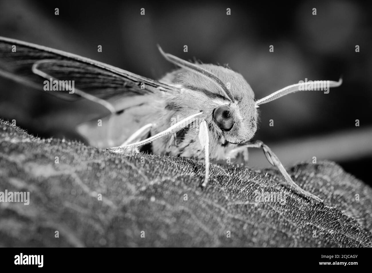 Eye moths Black and White Stock Photos & Images - Alamy