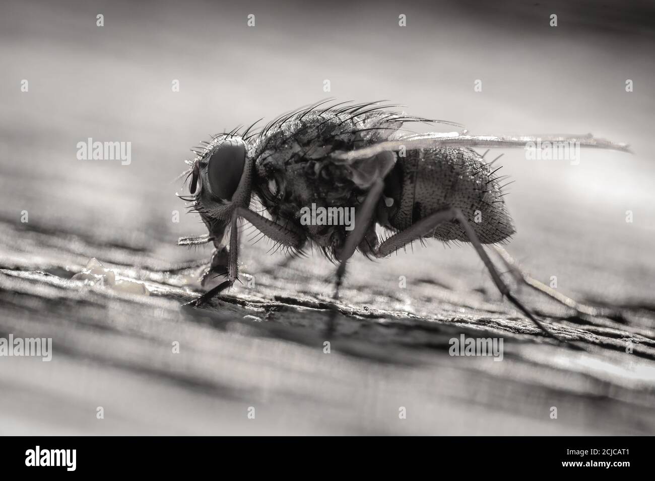 Black and white side portrait of a fly Stock Photo - Alamy
