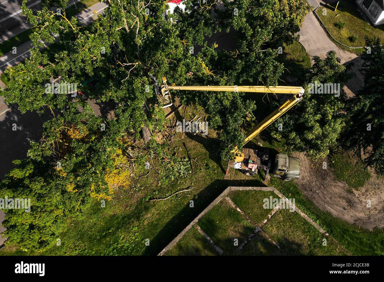 Workers on a mobile mechanical car lift cut trees. Annual planned ...