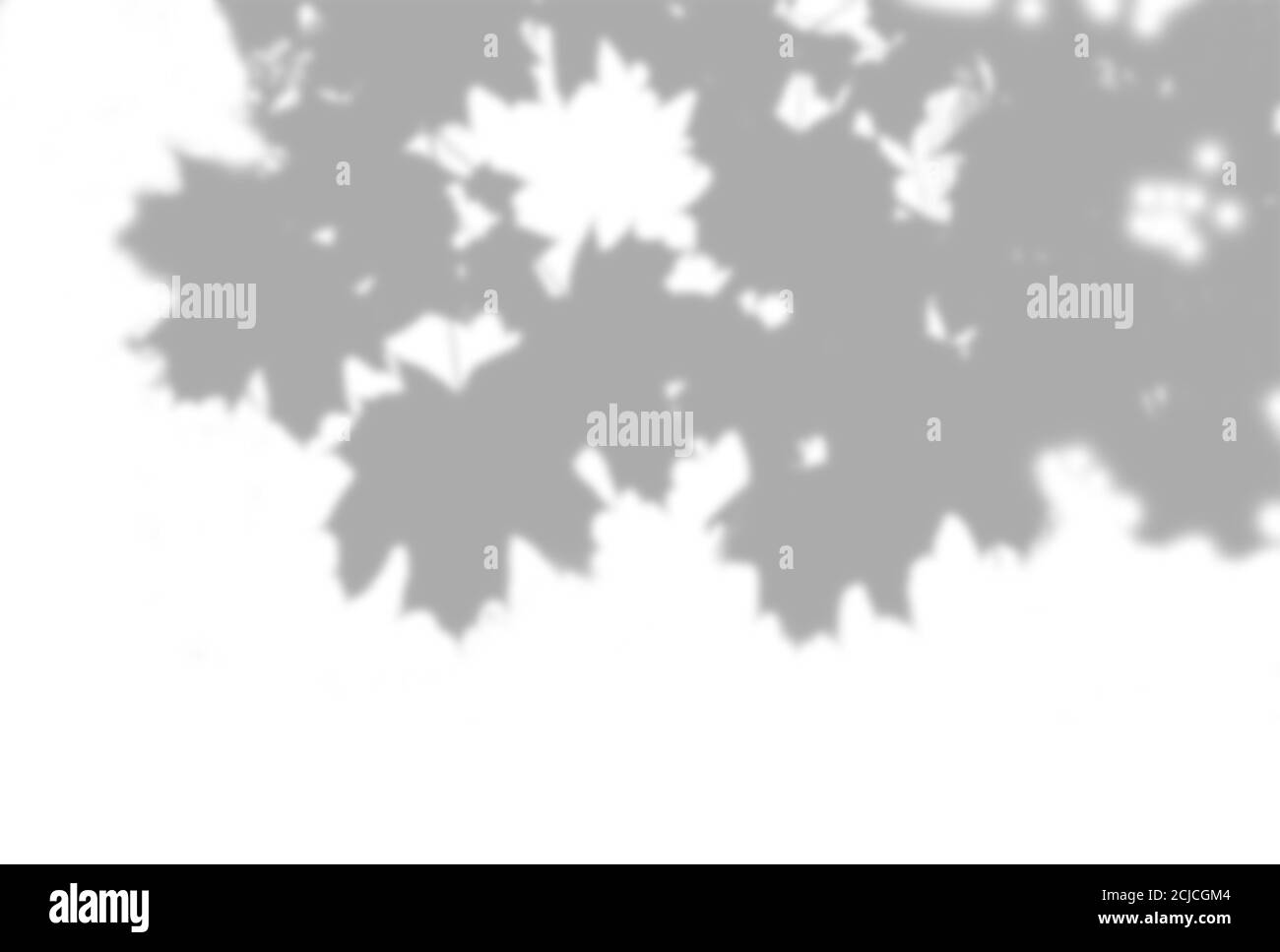 Shadow of a maple branch on a white background. White and black for ...