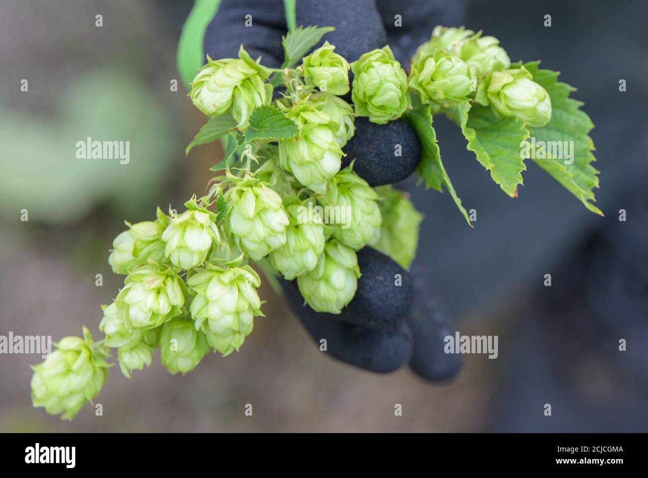 Potsdam, Germany. 05th Sep, 2020. Freshly picked hops from the brewery ...