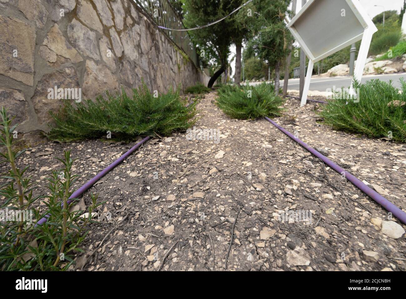 Drip irrigation tubes - Purple color that indicates the use of recycled ...