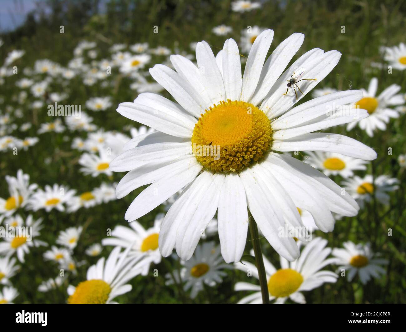 Daisy family plants hi-res stock photography and images - Alamy