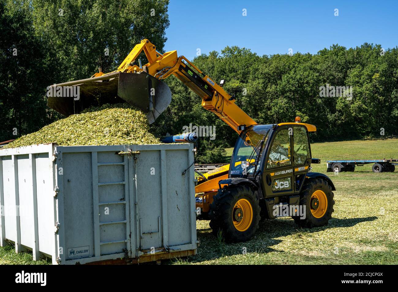 Laguepie, France 25.08.2020 Preparing sorghum silage for cattle feeding ...