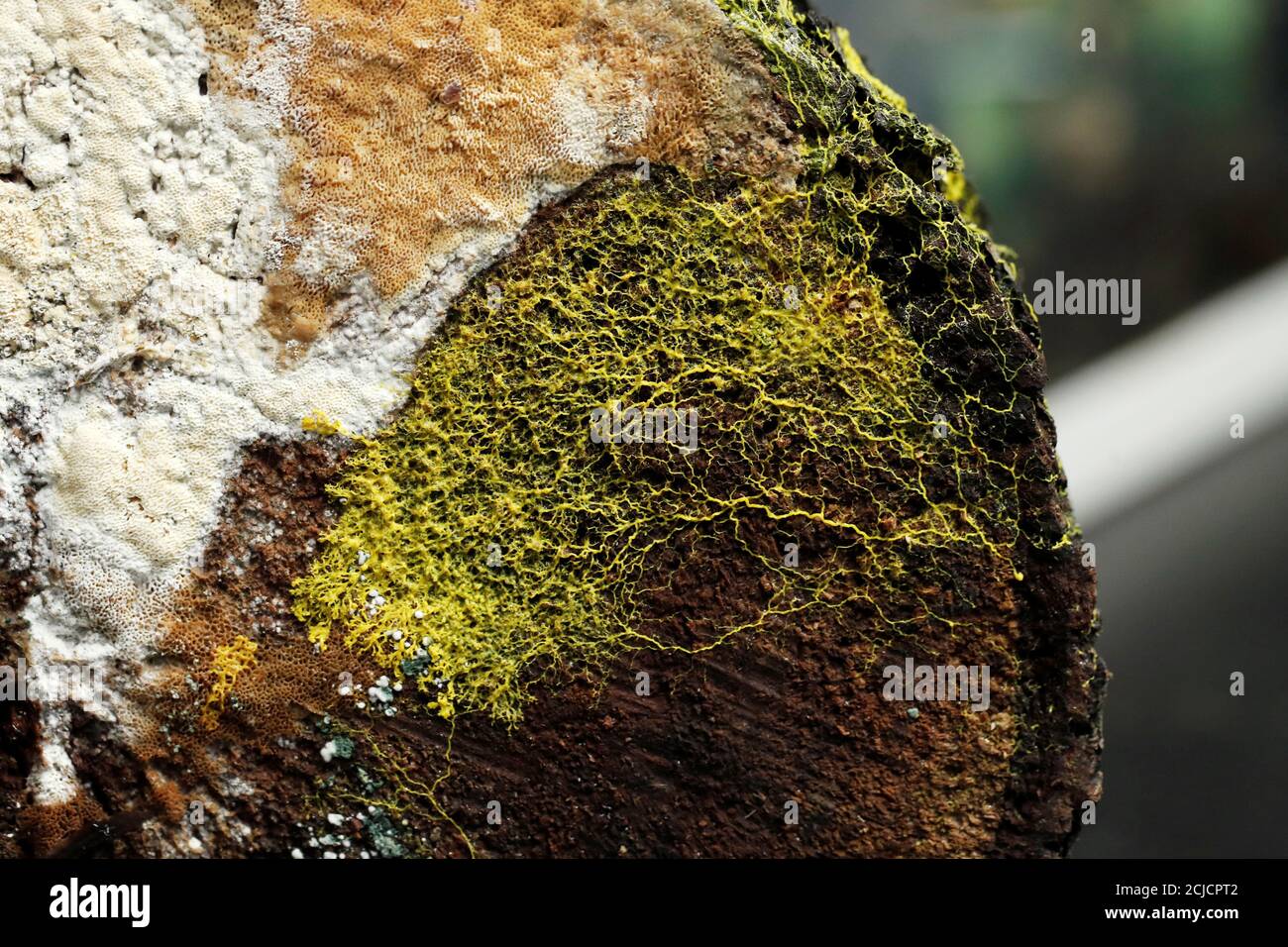 Blob physarum polycephalum hi-res stock photography and images - Alamy