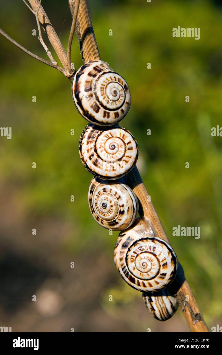 Mediterranean snails hi-res stock photography and images - Alamy