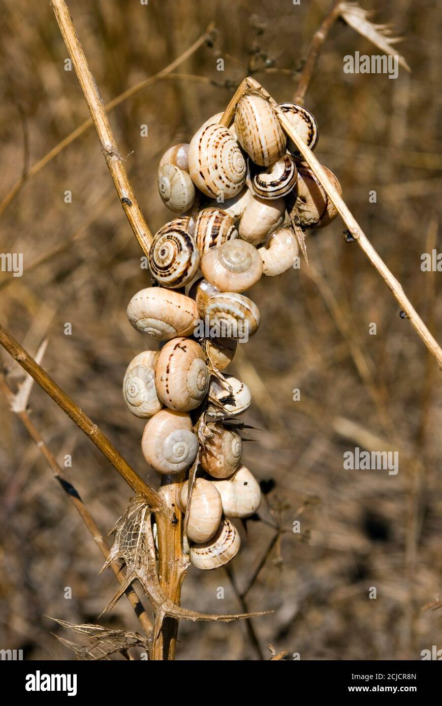 Mediterranean snails hi-res stock photography and images - Alamy