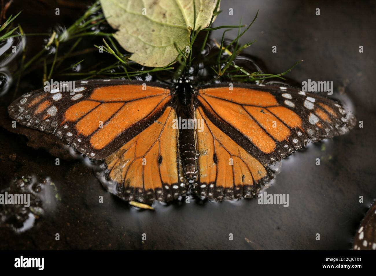 3 monarch butterflies hi-res stock photography and images - Alamy