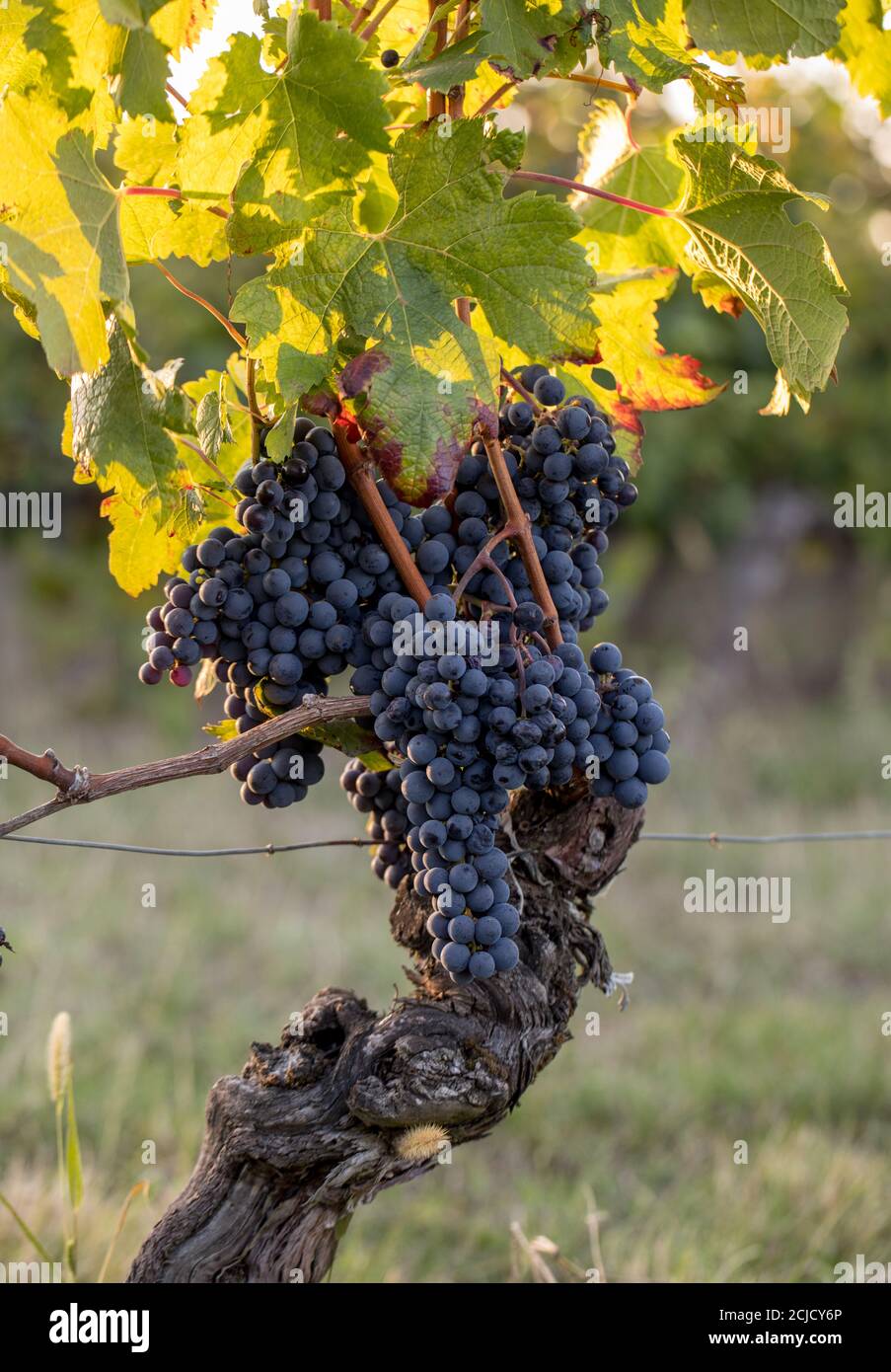 Ripe Merlot grapes lit by warm late sunshine in Montagne vineyard near ...