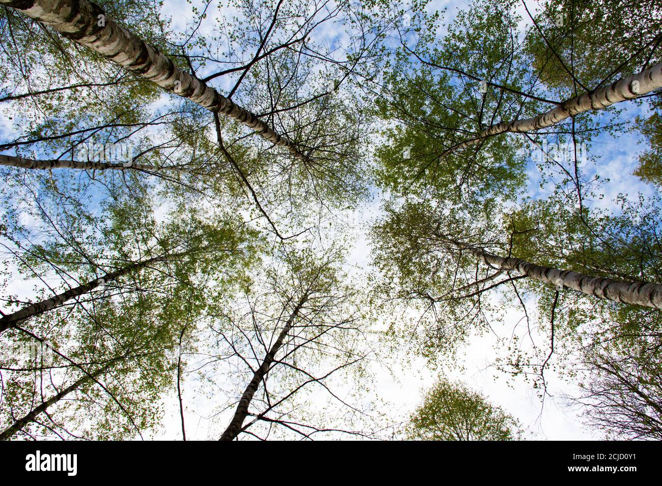 Low angle shot of tall-growing trees in the forest Stock Photo - Alamy