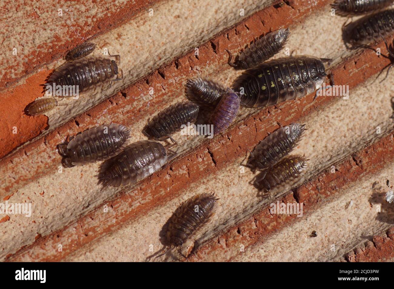 Common woodlice (Oniscus asellus), family Oniscidae. Young and older ...