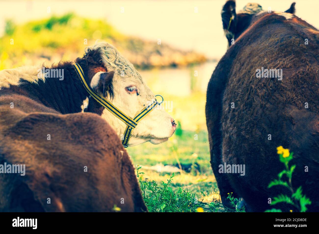 Two brown spotted cows on a field in the countryside Stock Photo - Alamy