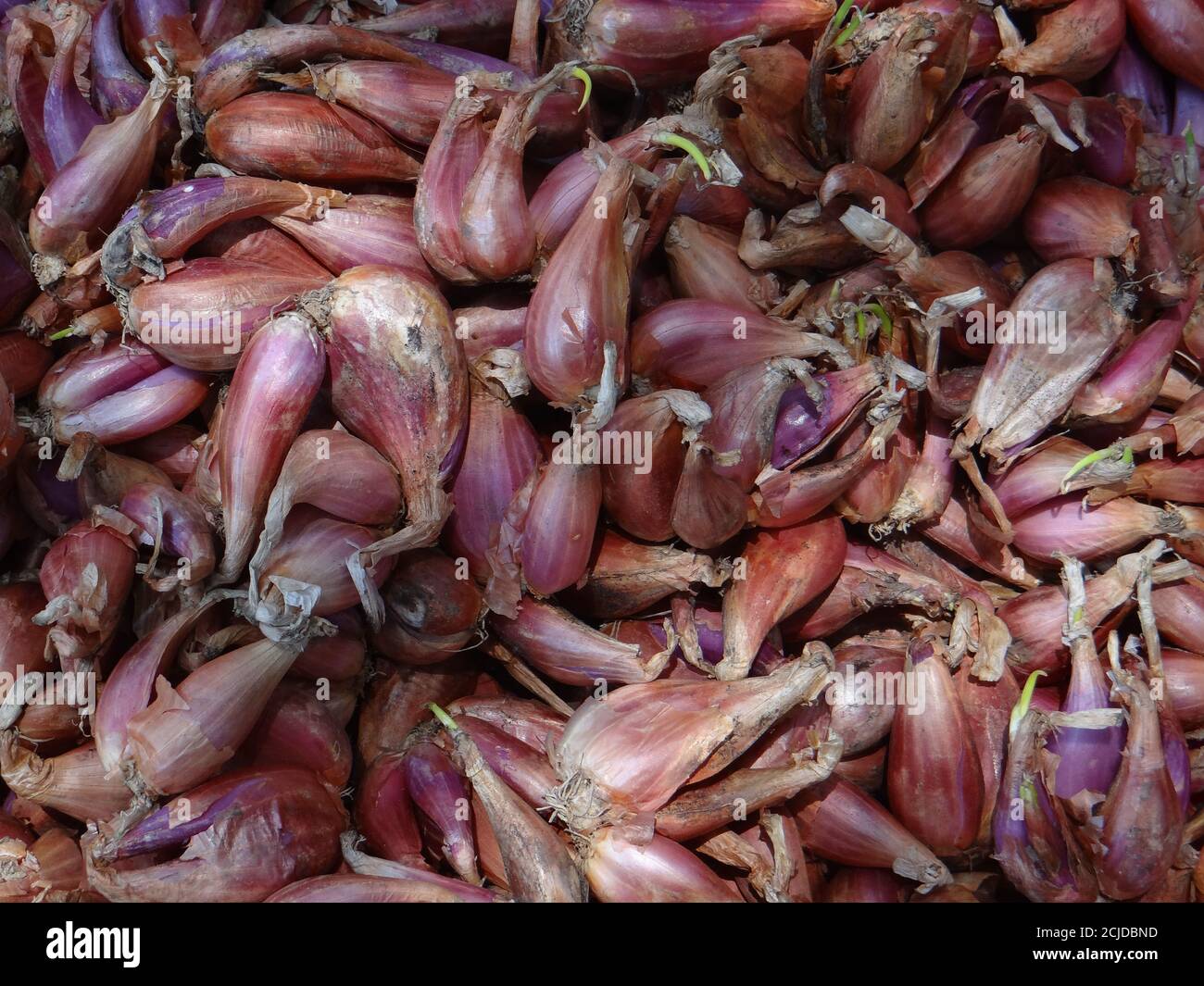 A top view of fresh onions on each other Stock Photo - Alamy