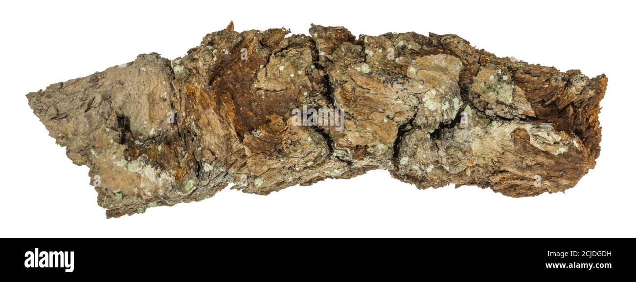 Graphic resources. Close-up view of oak tree bark isolated on white ...