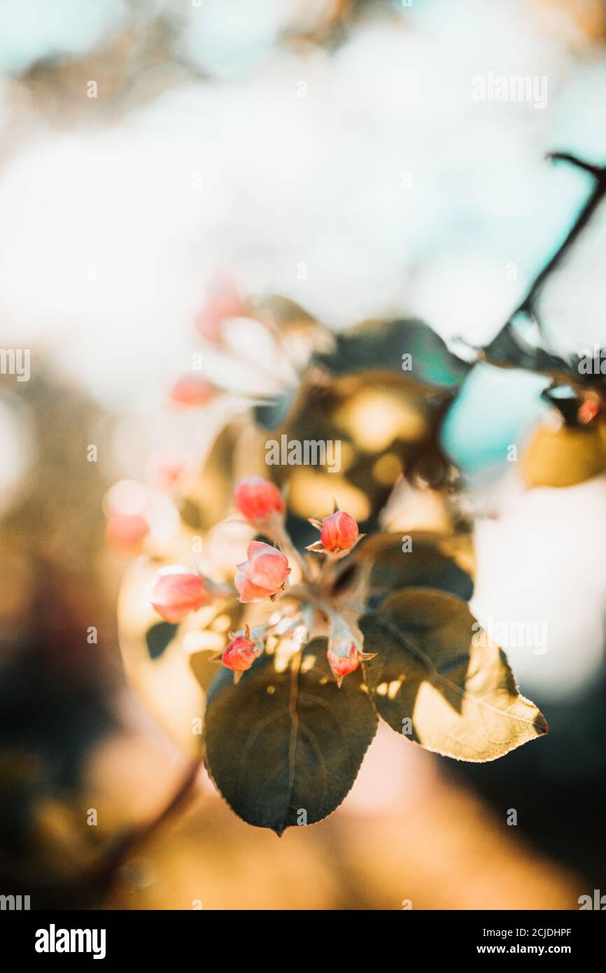 Flowering branch of a tree Stock Photo - Alamy