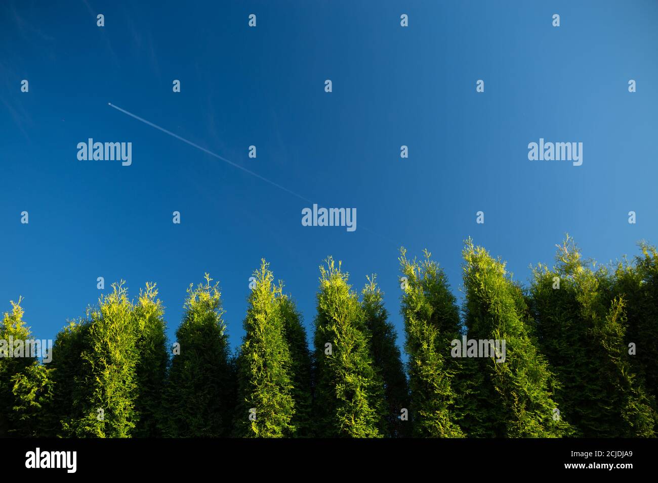 Shortleaf black spruce hi-res stock photography and images - Alamy