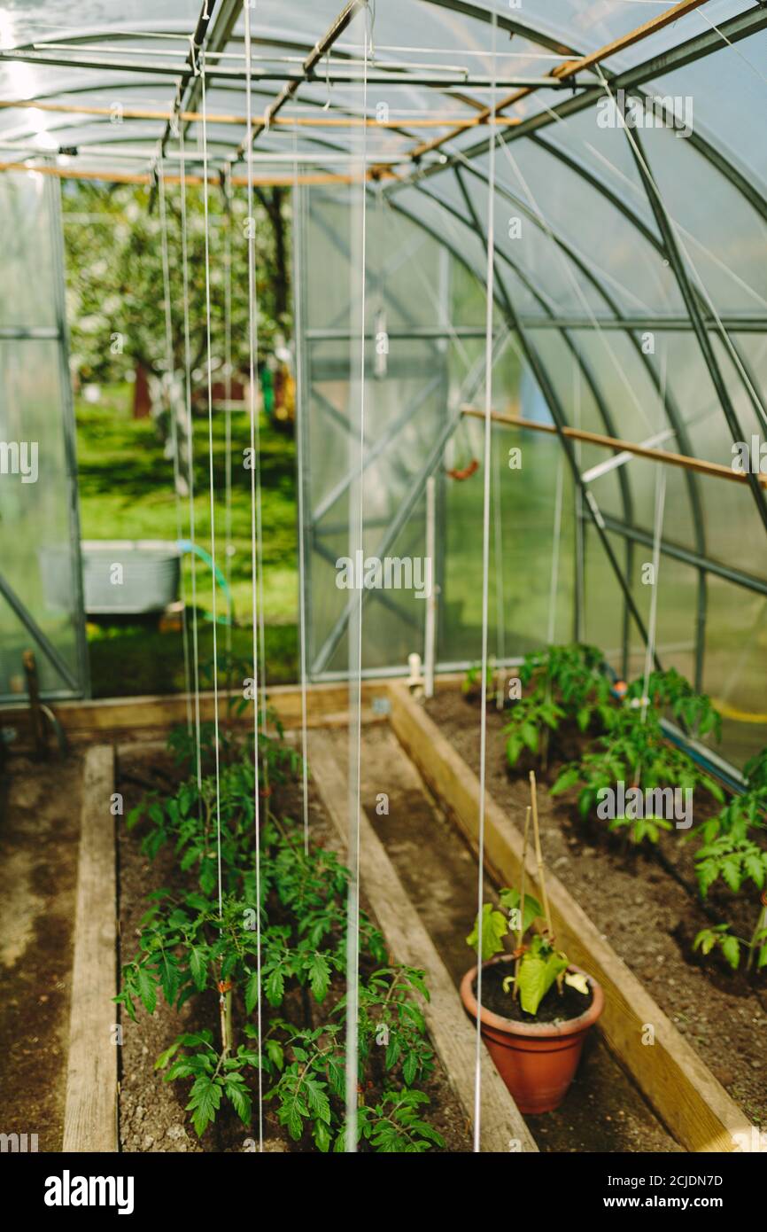 Crops growing in a greenhouse Stock Photo - Alamy