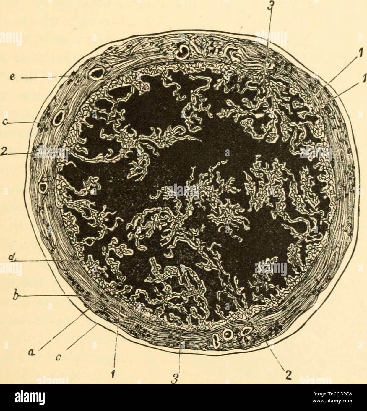 Layers of the fallopian tubes hi-res stock photography and images - Alamy