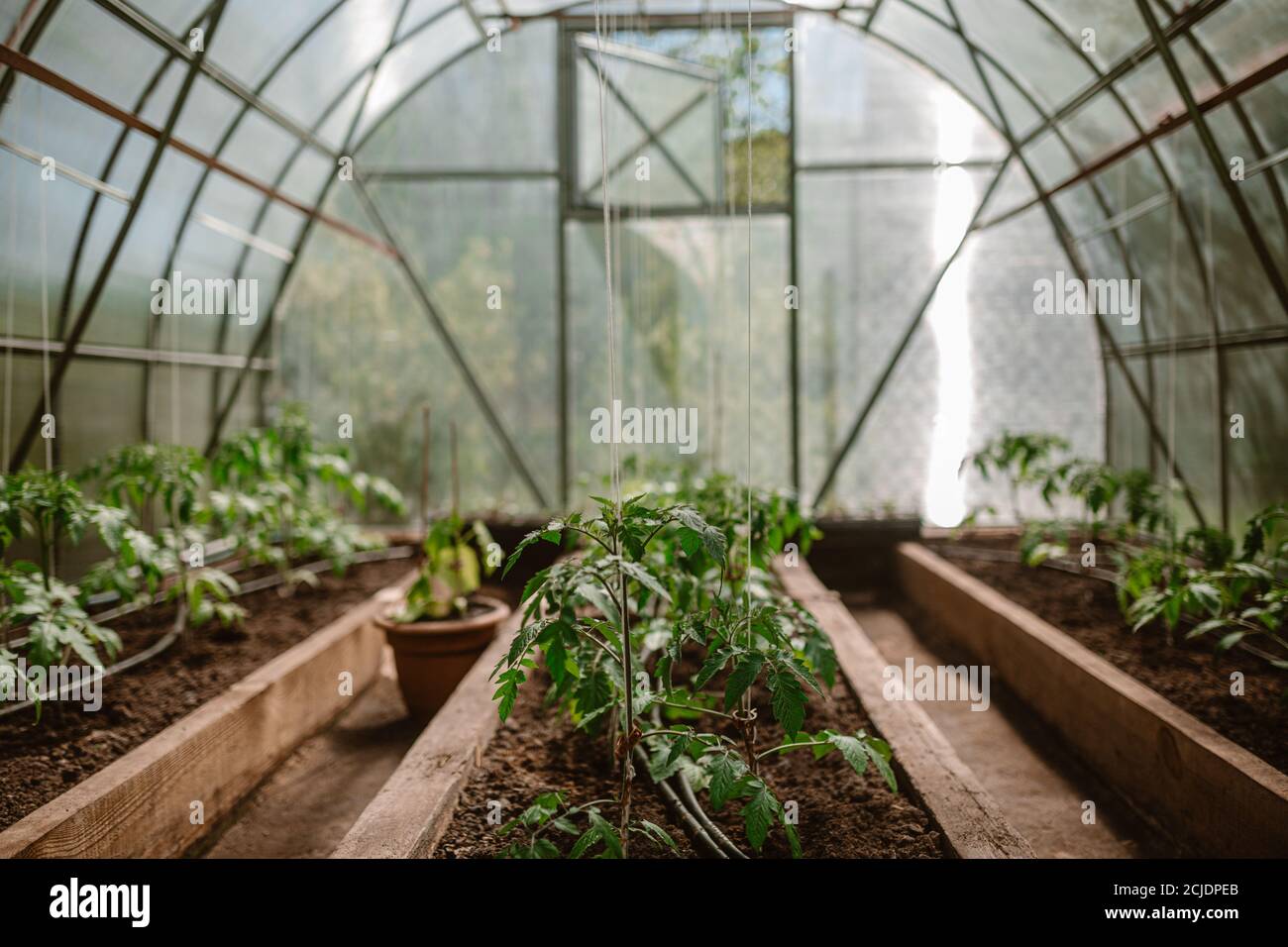 Crops growing in a greenhouse Stock Photo - Alamy