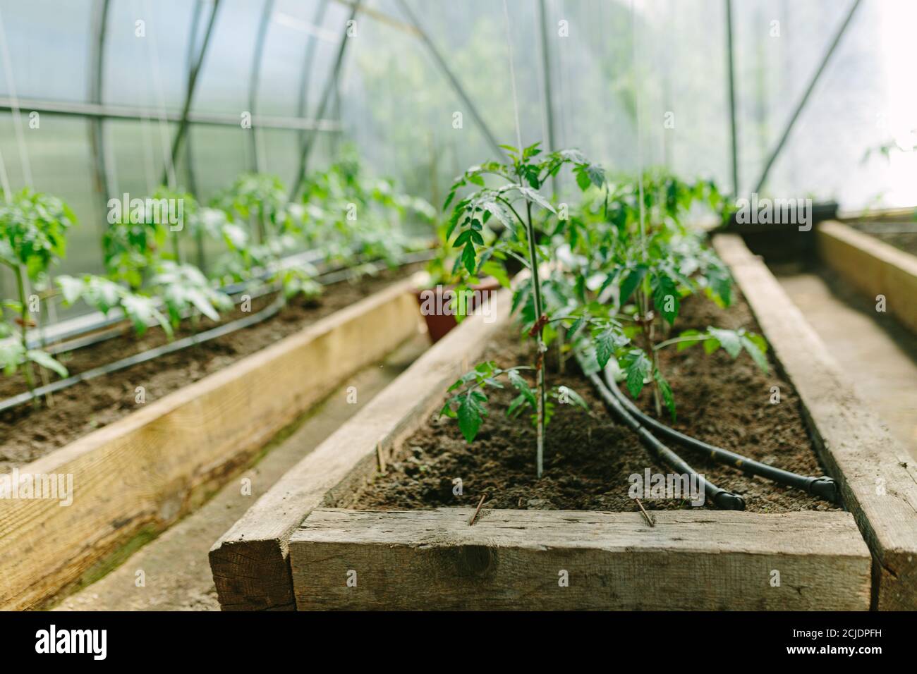 Crops growing in a greenhouse Stock Photo - Alamy