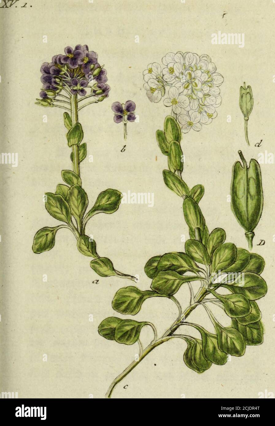 Deutschlands flora hi-res stock photography and images - Alamy