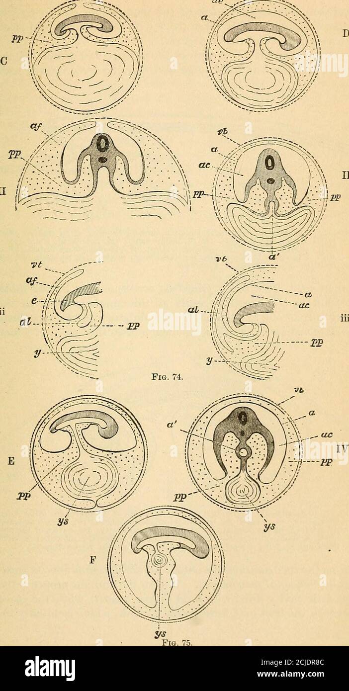 Development of the embryo axis hi-res stock photography and images - Alamy