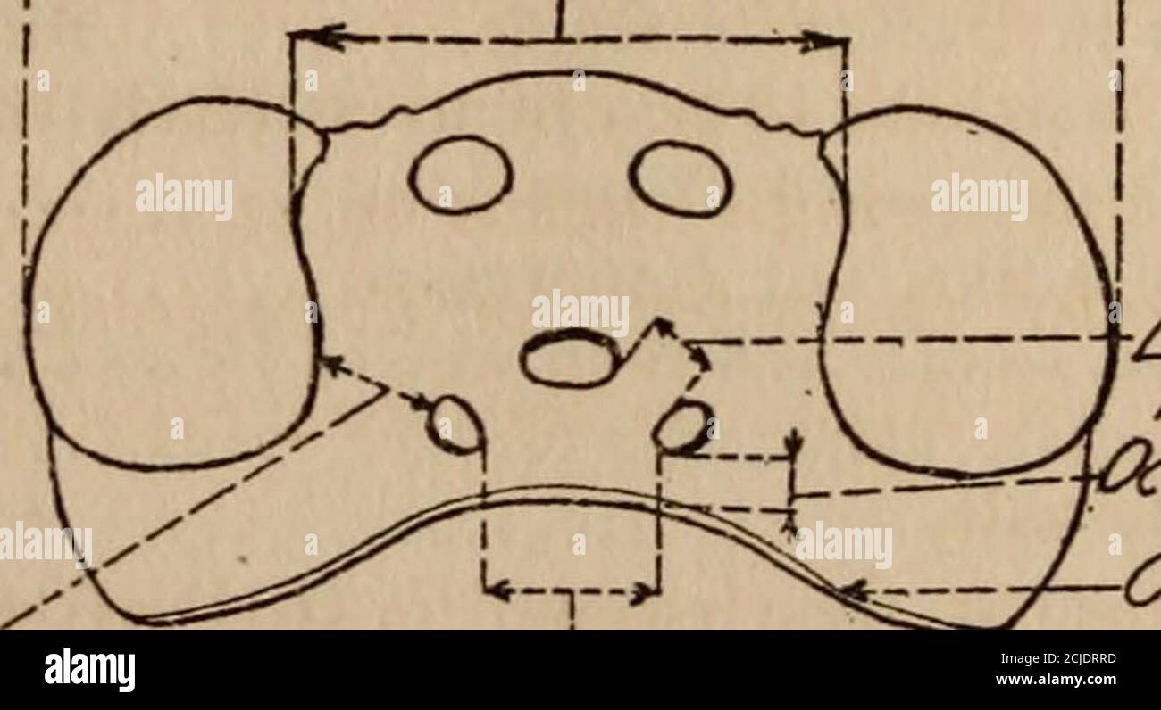 Guide to the insects of connecticut hi-res stock photography and images ...