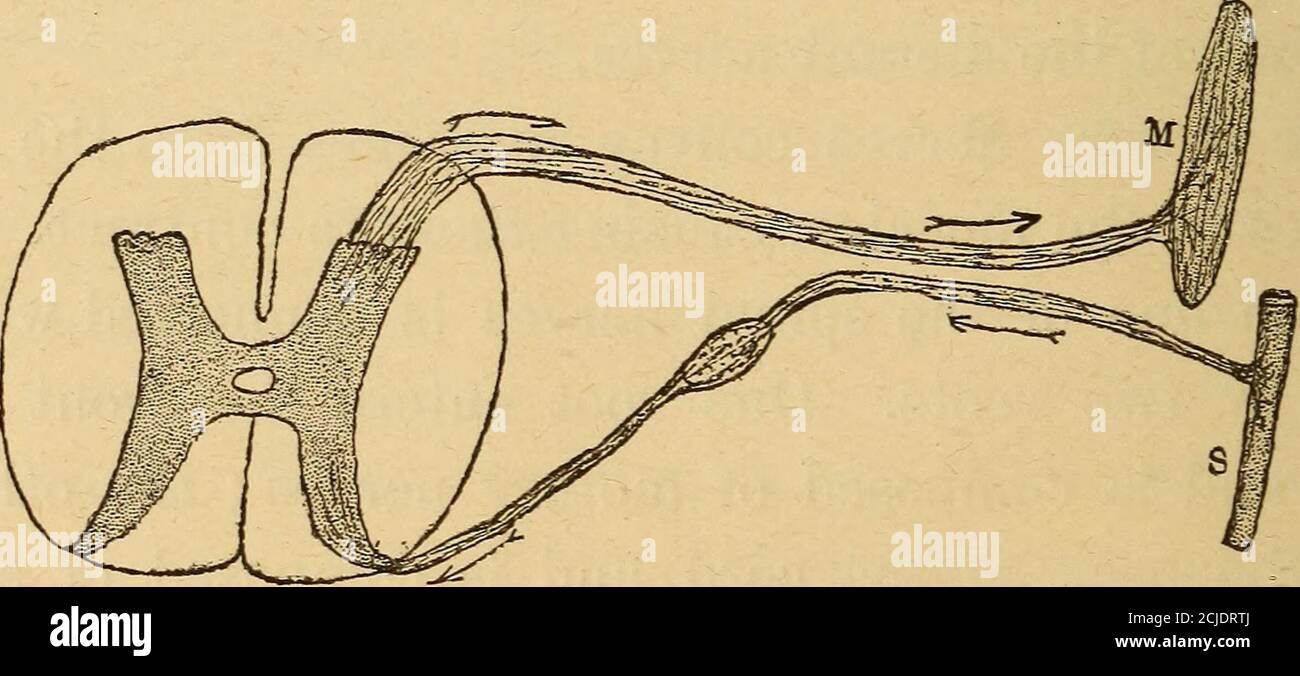 . A healthy body. A textbook on anatomy, physiology, hygiene, alcohol ...