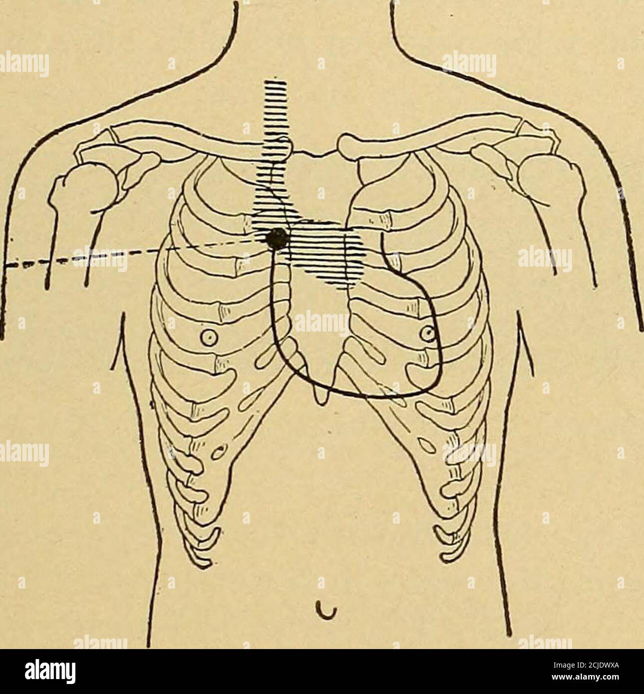 Clavicular articulation hi-res stock photography and images - Alamy