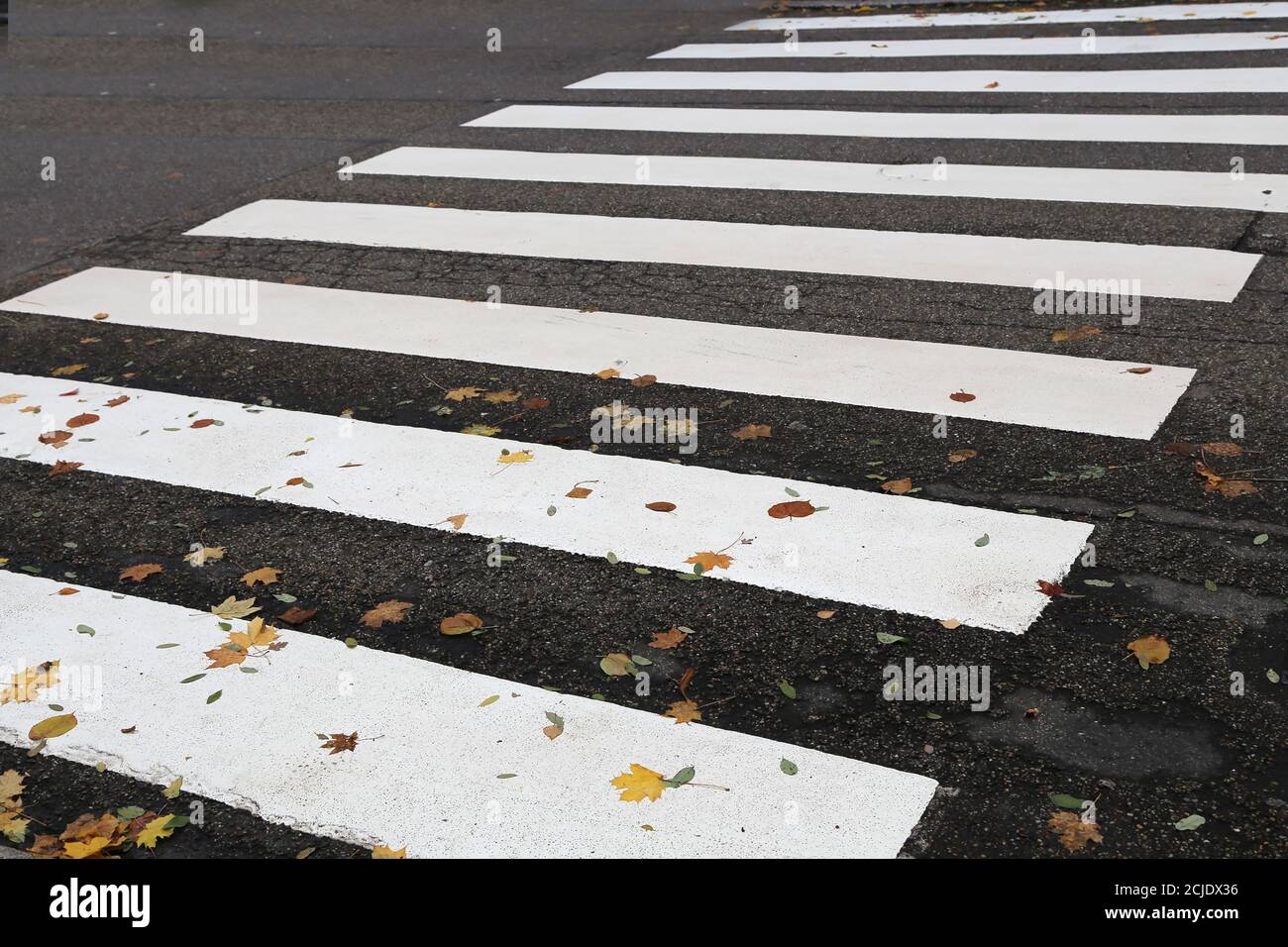 Zebra crossing with autumn fallen leaves Stock Photo - Alamy
