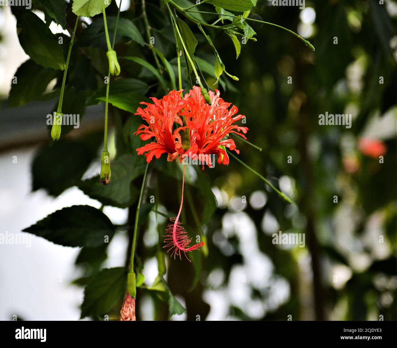 Japanese Hibiscus High Resolution Stock Photography and Images - Alamy