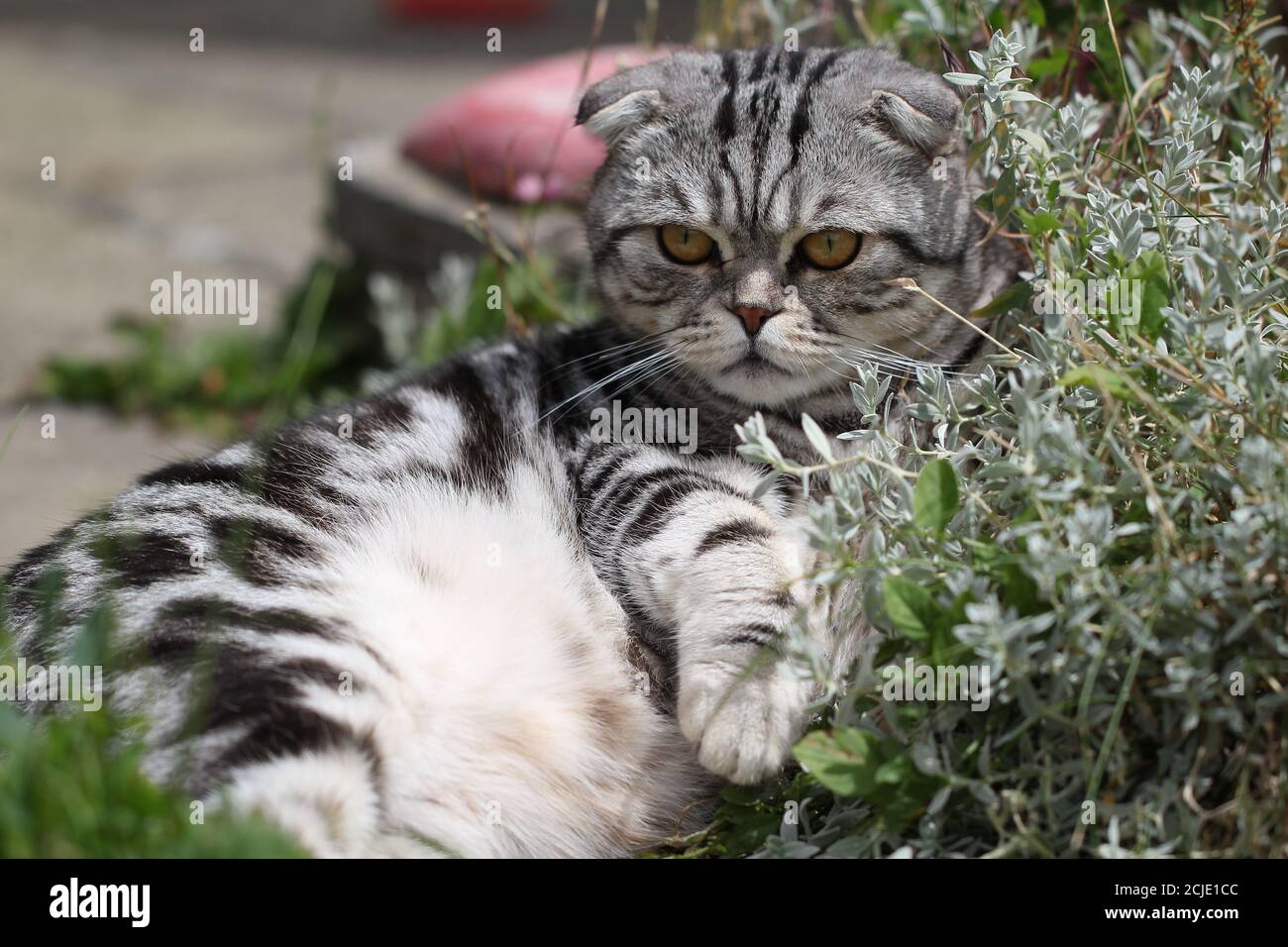Adorable cat with a serious face expression Stock Photo - Alamy