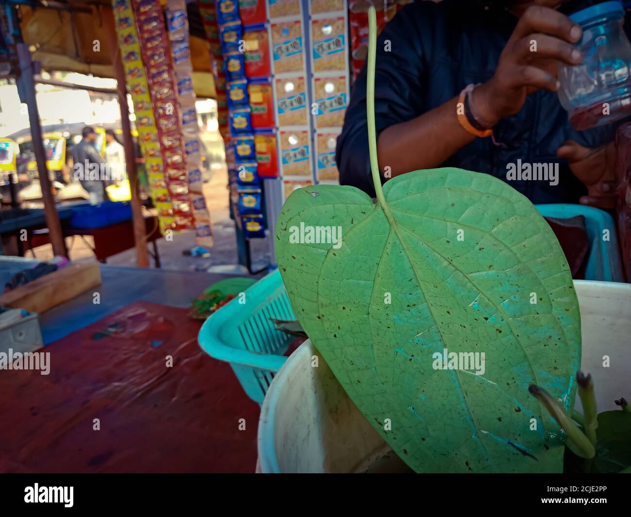 DISTRICT KATNI, INDIA - DECEMBER 06, 2019: Isolated Betel displayed on ...